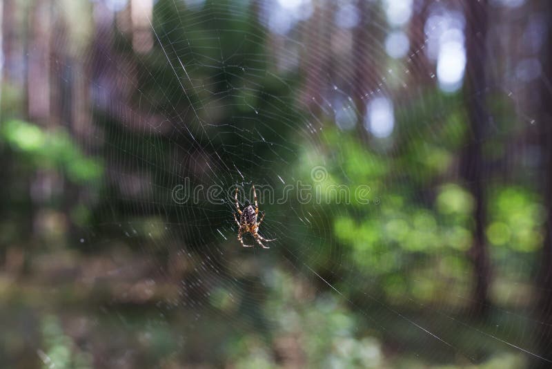 Spider Climbing on the Web in Autumn Stock Photo - Image of pattern ...