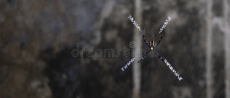 Spider Climbs on the Web with Negative Space for Fill Text Stock Photo ...