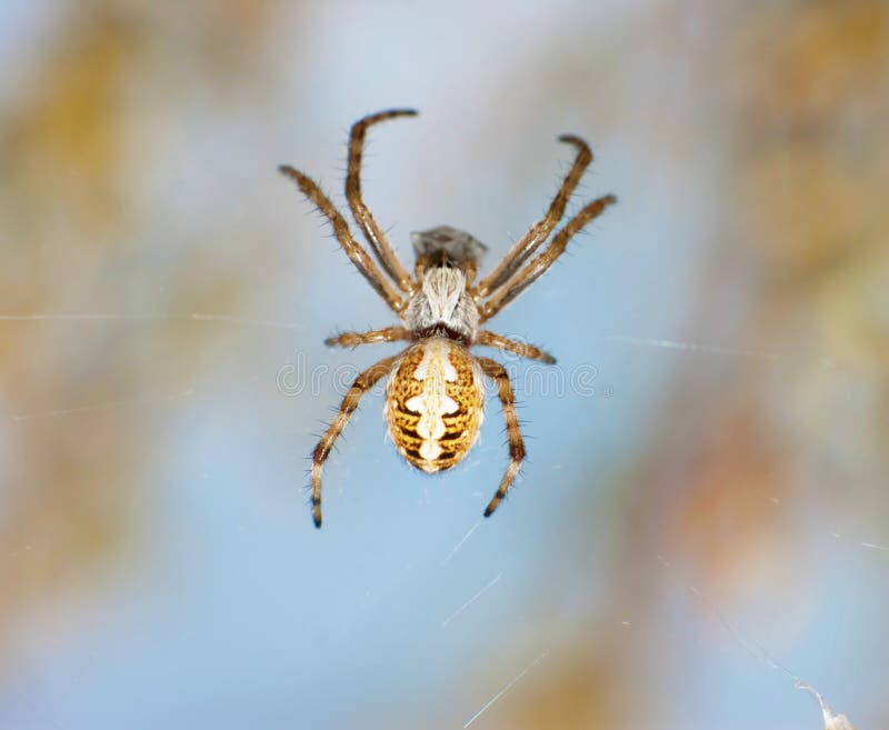 Spider close-up stock image. Image of legs, predator - 22453587