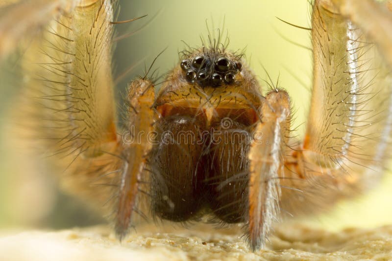 Spider close up stock image. Image of biology, creepy - 61962379
