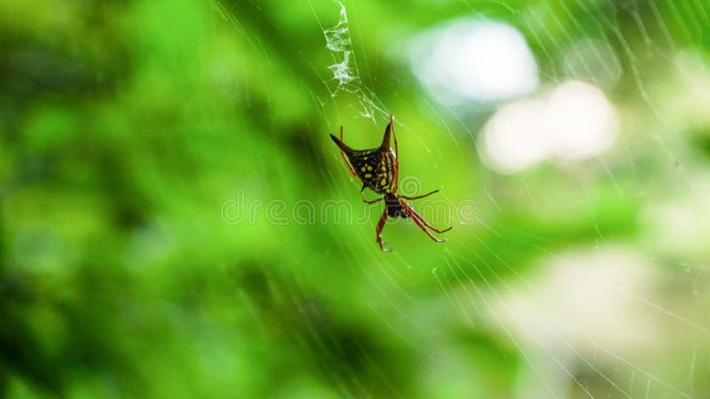 Spider close up stock photo. Image of spread, black, casting - 44837328