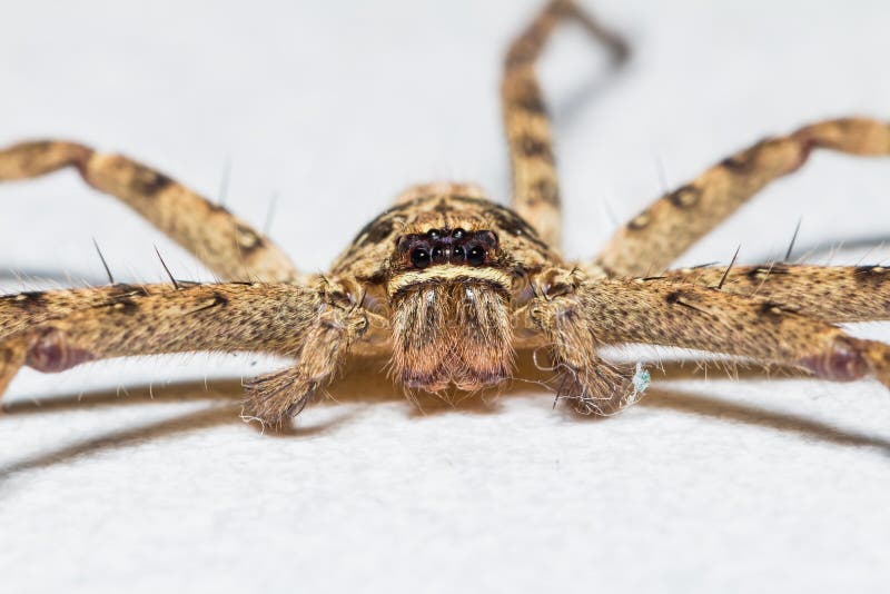 Spider stock image. Image of nature, animal, sparassidae - 39829693