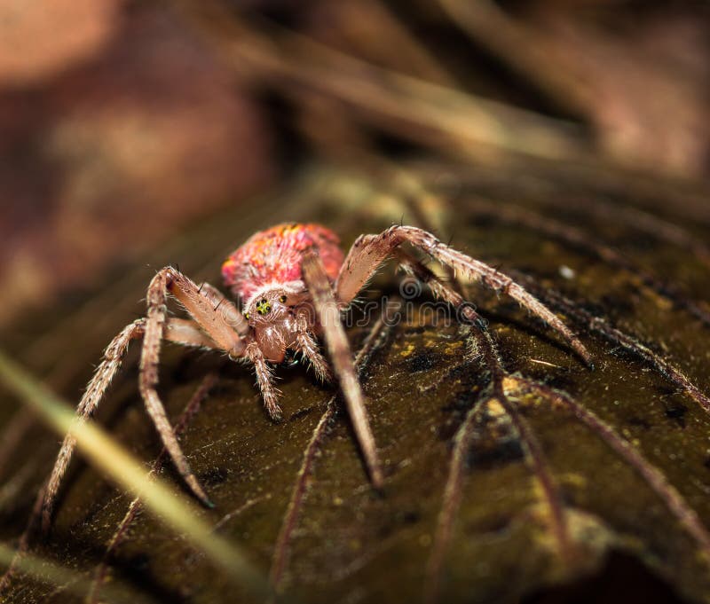 Spider close up stock photo. Image of spread, black, casting - 44837328
