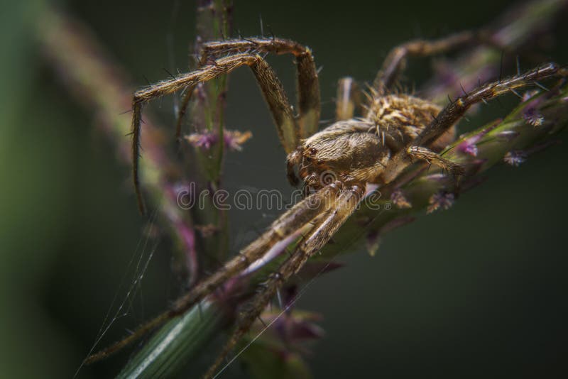 305 Spider Position Stock Photos - Free & Royalty-Free Stock Photos ...