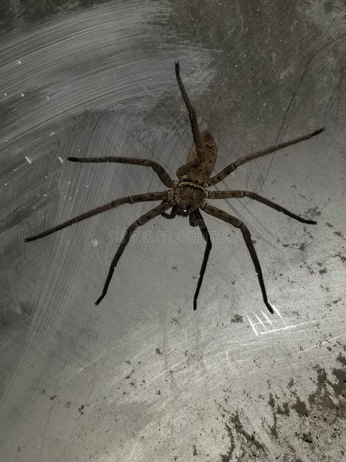 Spider Close Up Shot Micro Shot on Glass Stock Image - Image of close ...