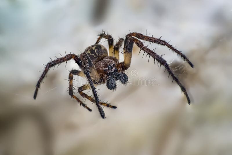 Spider close up stock photo. Image of spread, black, casting - 44837328
