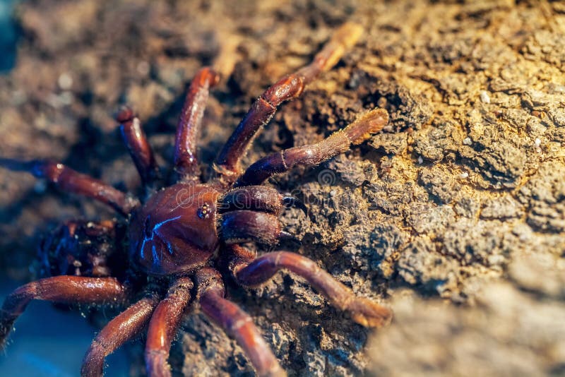 Spider stock image. Image of poisonous, danger, toxic - 49621711