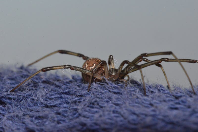 Spider stock photo. Image of towel, spider, close, insect - 50078172