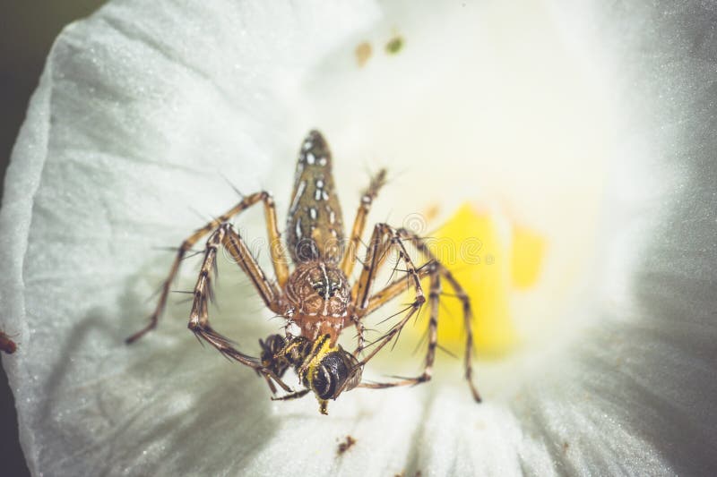 Spider close up stock photo. Image of spread, black, casting - 44837328