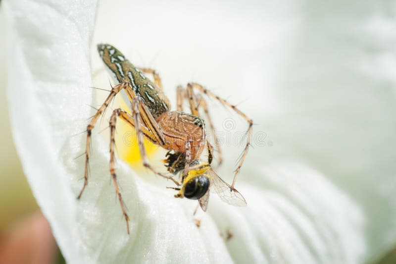 Spider close up stock photo. Image of spread, black, casting - 44837328