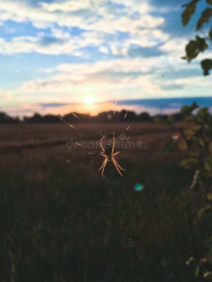 Spider Close-up on a Web in the Rays of the Setting Sun Stock Photo ...