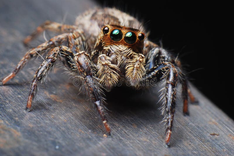 Very Sharp Photo of US Jumping Spider Phiddipus Stock Photo - Image of ...