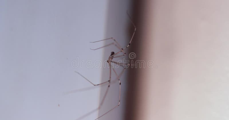 Spider Crawling on the Wall Stock Footage - Video of longleg, creature ...