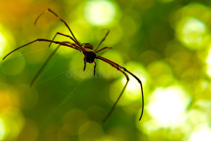 Spider Closeup Eight Legs Spider Stock Image - Image of spider, fauna ...