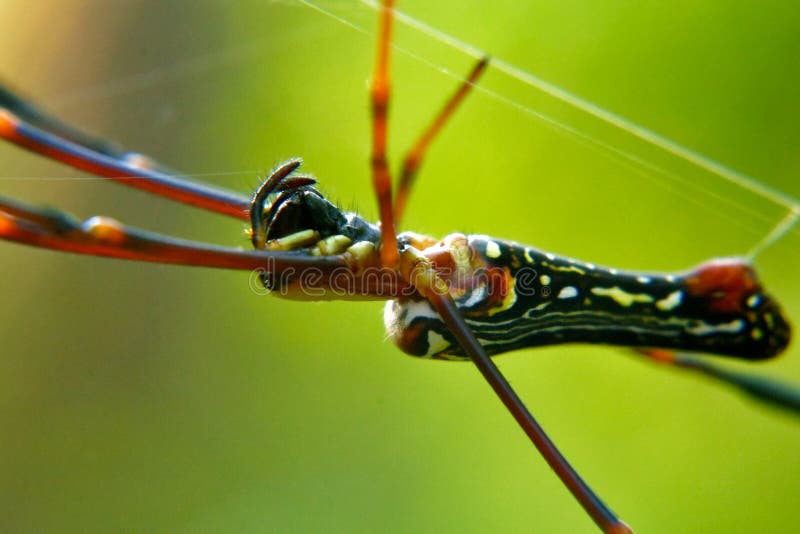 Spider Closeup Eight Legs Spider Stock Image - Image of nature, animal ...