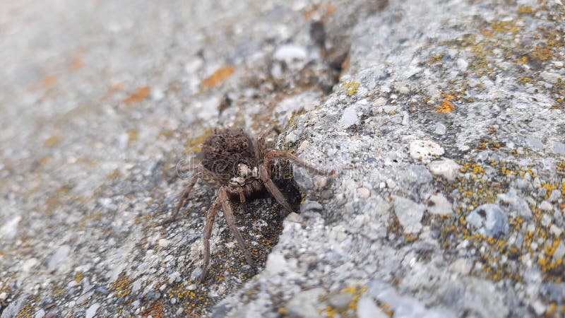 Spider Closeup on a Rock Fundal Stock Image - Image of nature, fundal ...