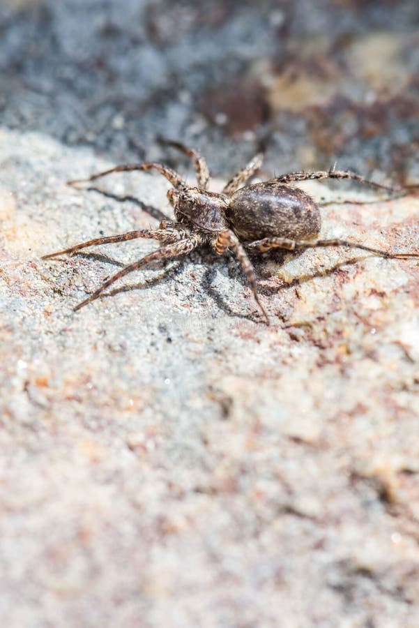 Spider on Natural Stones - Closeup, Macro - Copy Space Stock Photo ...