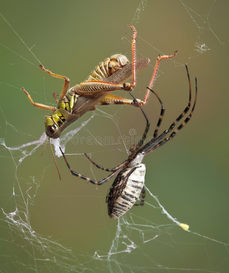 Spider Closing in on Hopper in Web Stock Image - Image of arthropod ...