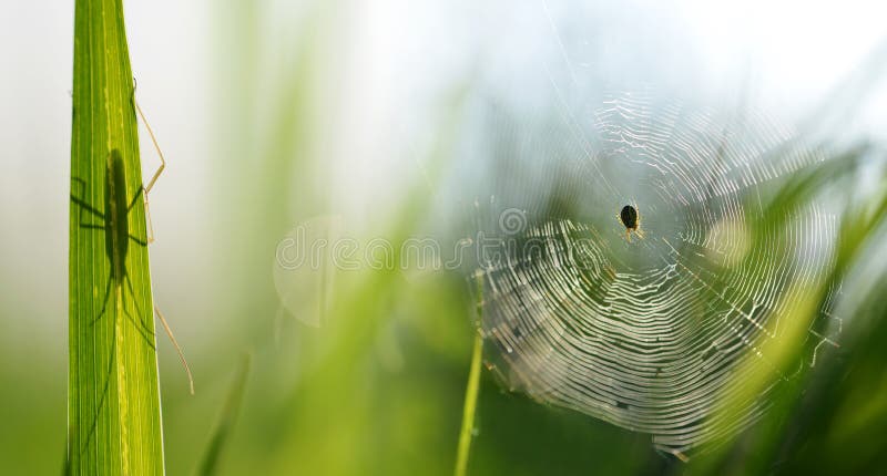 Beetle in a green leaf stock image. Image of landscape - 87875237