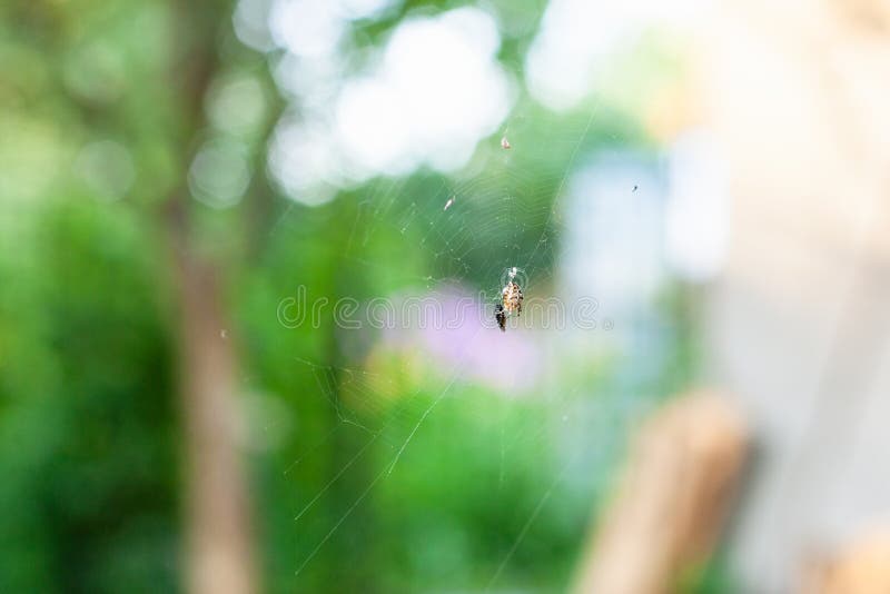 Spider`s evening worries stock image. Image of meadow - 220789315