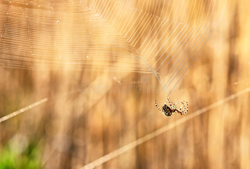 Spider and cobweb stock image. Image of spinner, field - 197885621
