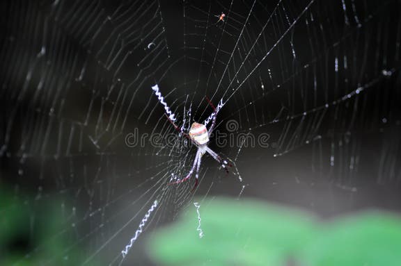 Spider on Cobweb or Gossamer Stock Photo - Image of arthropoda, araneae ...