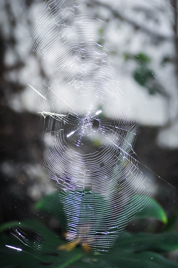 Spider on Cobweb or Gossamer , Web Stock Image - Image of arthropoda ...