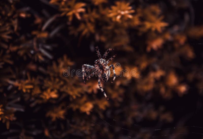 Spider in cobweb stock photo. Image of silhouette, abstract - 136465720