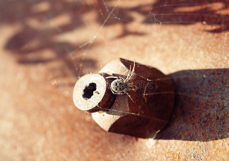 Spider on a Cobweb. Spider on Rusty Metal Stock Photo - Image of grunge ...