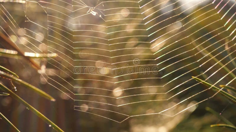Spider Cobweb in Tree with Summer Sun Backlight Stock Footage - Video ...