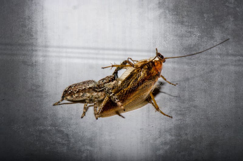 Spider and Cockroach, Spinne Und Schabe Stock Image - Image of ...