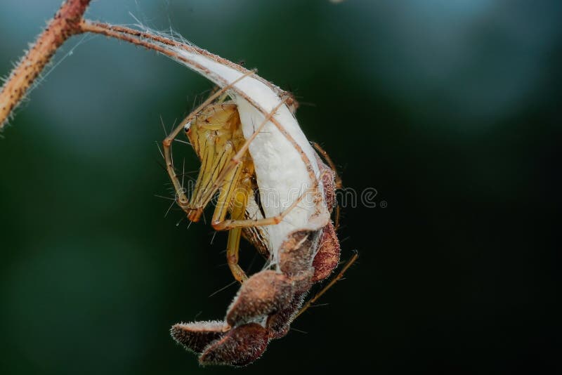 Spider in Cocoon stock image. Image of detail, spider - 361858121