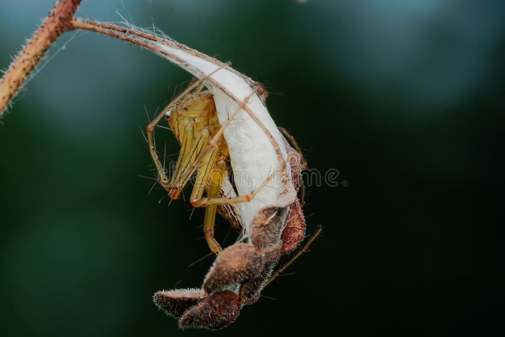 Spider in Cocoon stock image. Image of detail, spider - 361858121