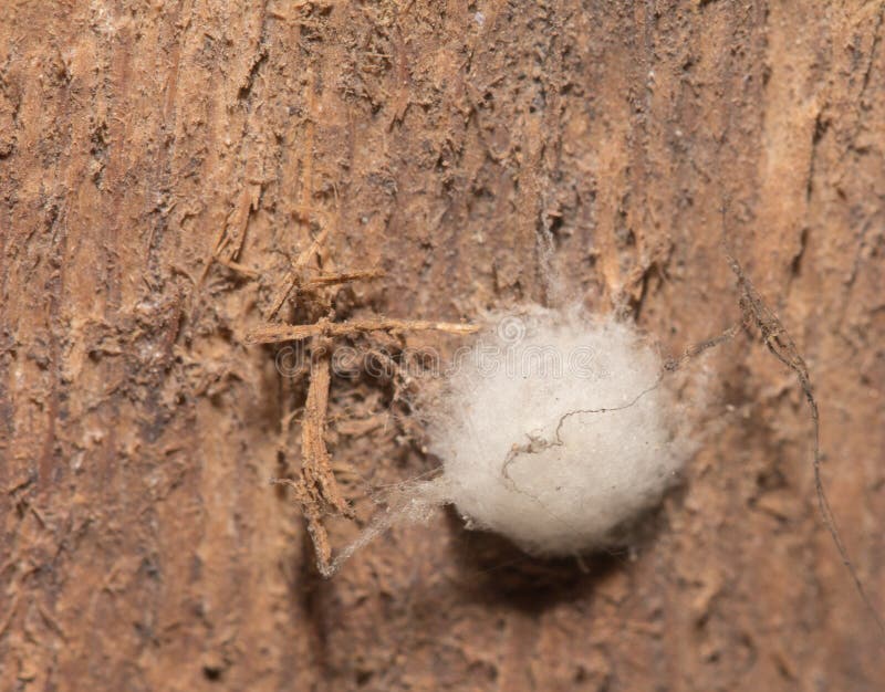 1,384 Spider Cocoon Stock Photos - Free & Royalty-Free Stock Photos ...