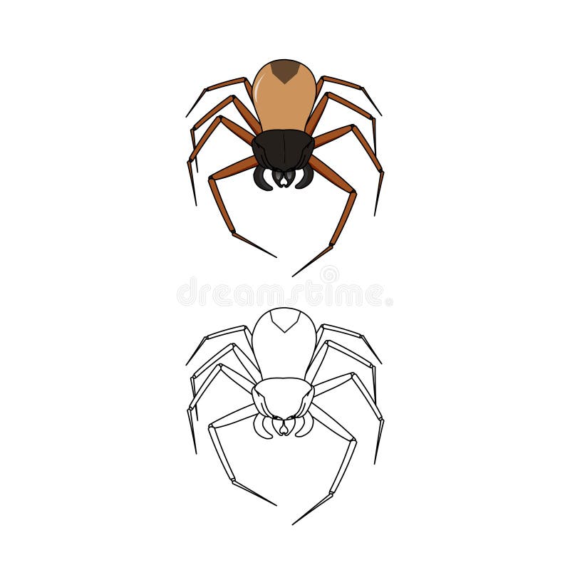 Spider color and outline stock vector. Illustration of line - 71482394
