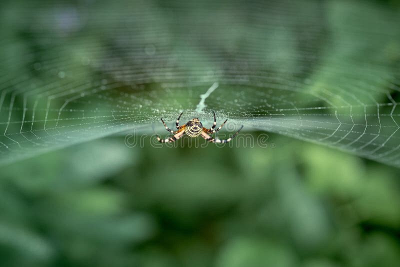 Spider Coming Out from Behind a Leaf. Stock Image - Image of ambush ...