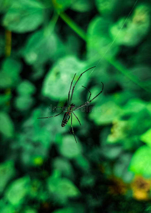 Forest Spider is so Beautiful. Stock Image - Image of insect, sunlight ...