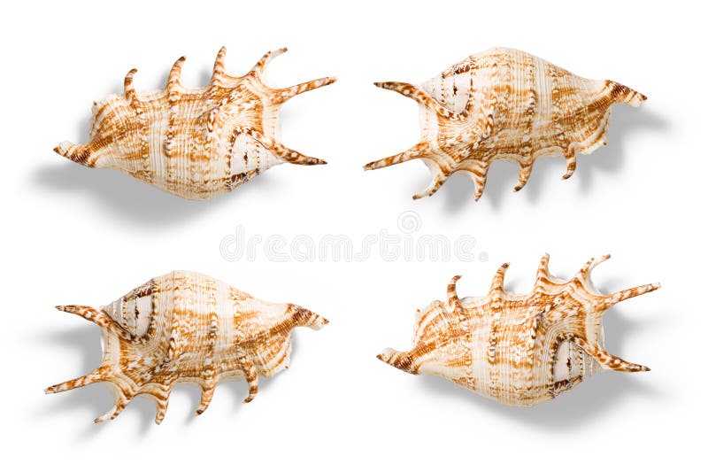 Spider Conch or Lambis Lambis Seashell from Various Angles, Summer and ...