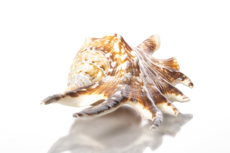 Spider Conch Seashell stock photo. Image of conchs, exoskeleton - 29525252