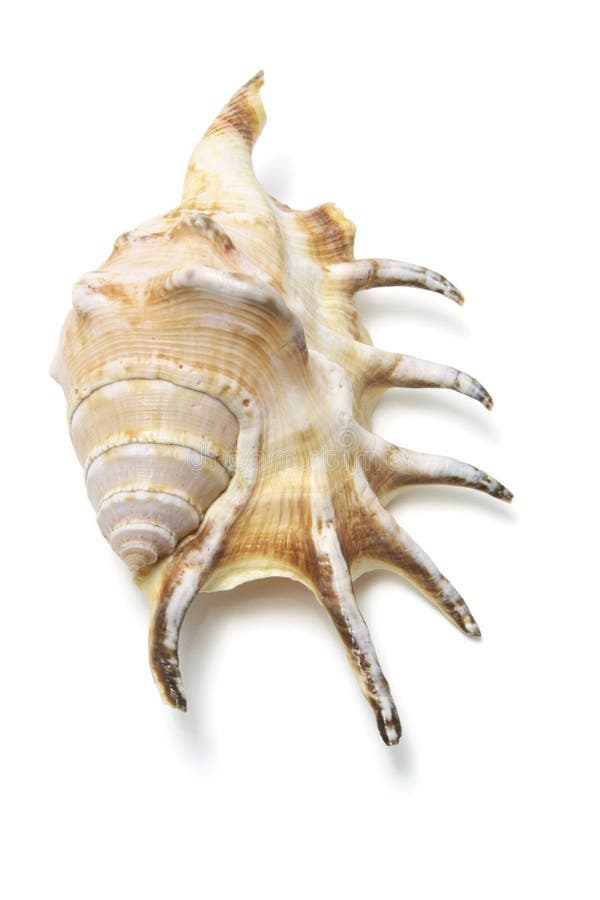 Spider Conch Seashell stock image. Image of gastropod - 7599935