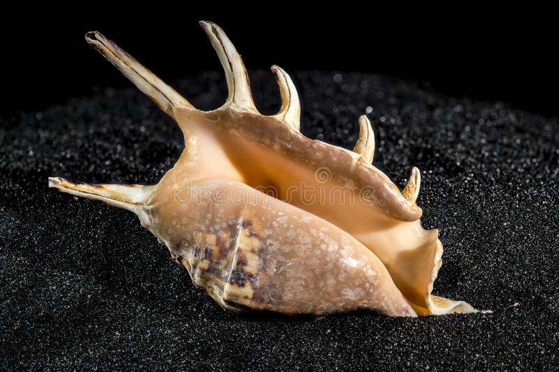 380 Conch Lambis Stock Photos - Free & Royalty-Free Stock Photos from ...