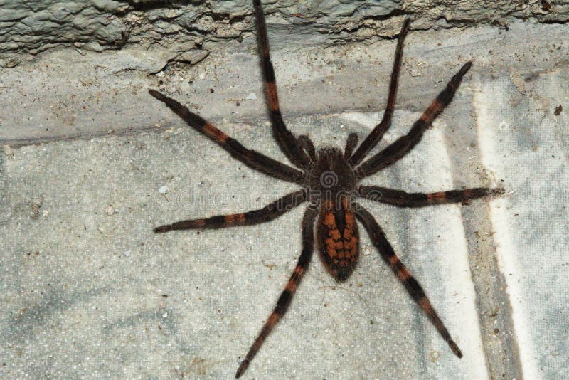 Spider on a concrete wall stock photo. Image of legs - 108443202