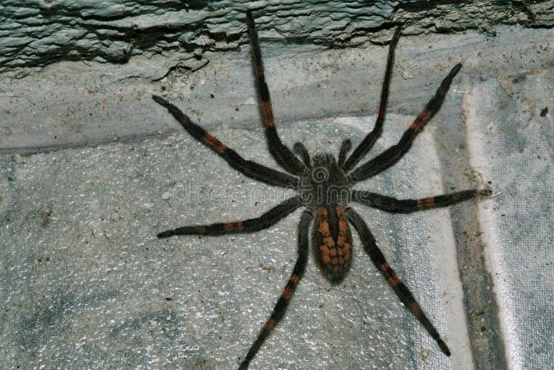 Spider on concrete stock image. Image of intag, insect - 179534415