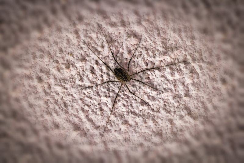 Spider on a concrete wall stock photo. Image of legs - 108443202