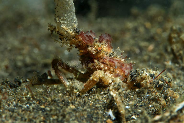 763 Black White Crab Spider Stock Photos - Free & Royalty-Free Stock ...