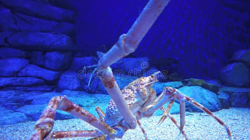 Spider Crab on the Sea Bottom in the Sea Stock Footage - Video of ...