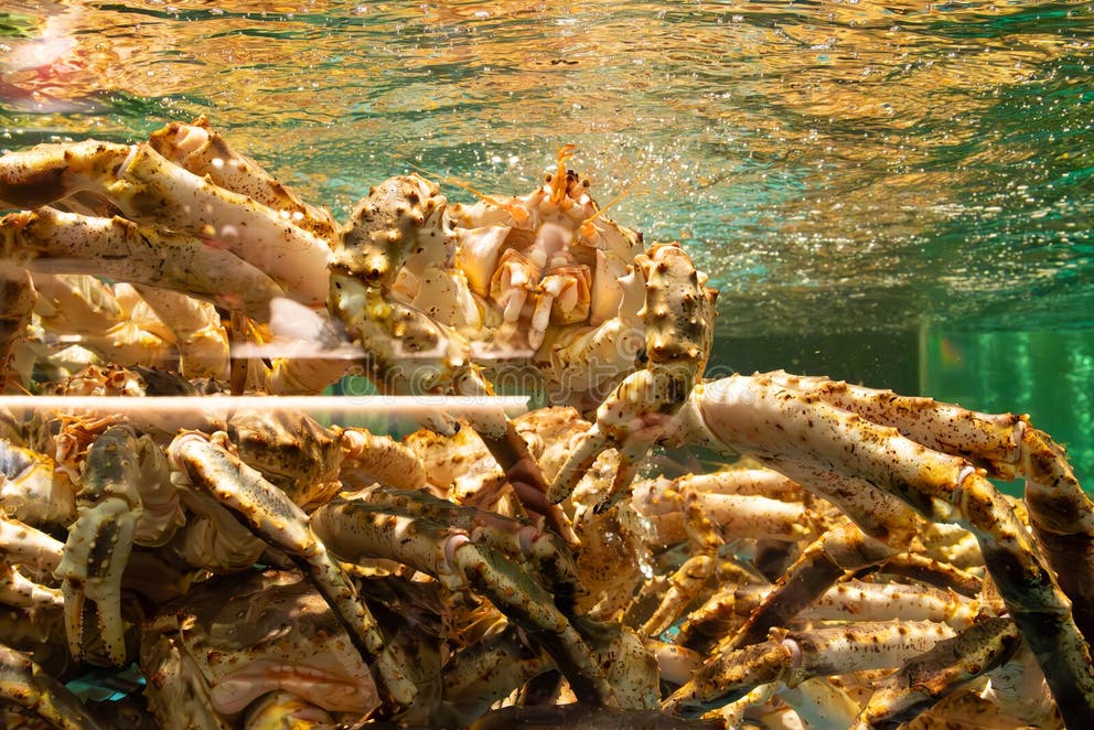Spider crabs in tank stock photo. Image of sealife, horizontal - 302243084