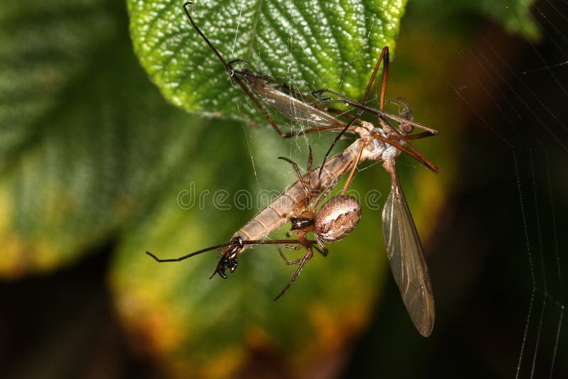 Spider with Crane Fly. stock photo. Image of food, leather - 27670486