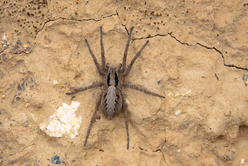 Spider on ground stock image. Image of insects, ground - 238015857