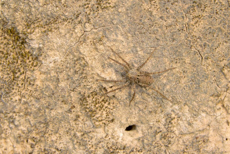 Spider on ground stock photo. Image of wild, ground - 238016086